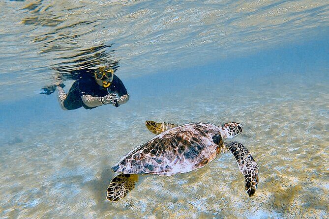 Snorkel with Turtles & see the Flamingos - What Makes This Tour Stand Out