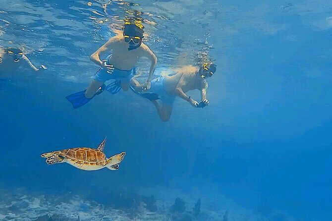 Snorkel with Turtles & see the Flamingos - Who Should Book This Tour?