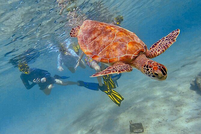 Snorkel with Turtles & see the Flamingos - The Sum Up