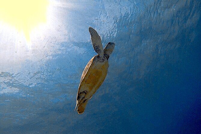 Snorkel with Turtles & see the Flamingos - FAQ