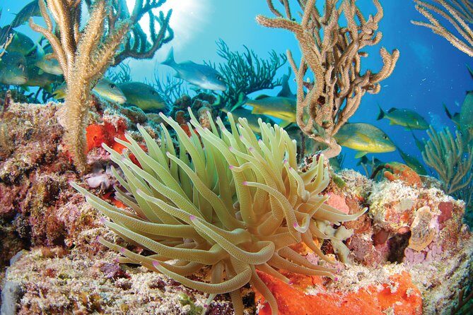 Snorkel Xtreme Cancun - A Detailed Look at Snorkel Xtreme Cancun