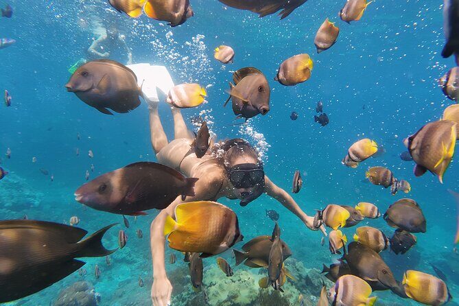 Snorkeling 4 Spot With Manta Bay Or Optional Land Trip - FAQ