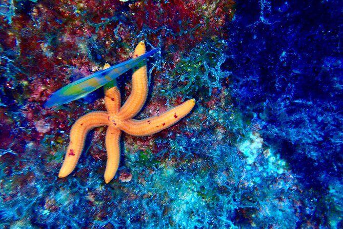 Snorkeling activities in Syracuse - FAQ