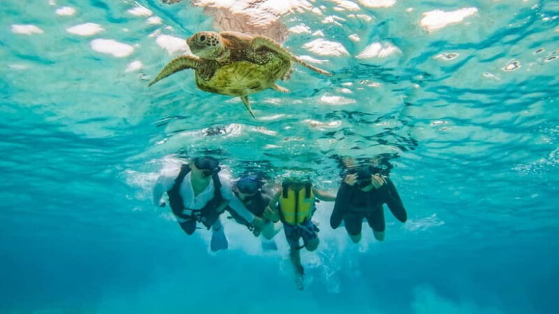 Snorkeling Activity in Okinawa Miyako Japan - How Does It Compare to Other Tours?