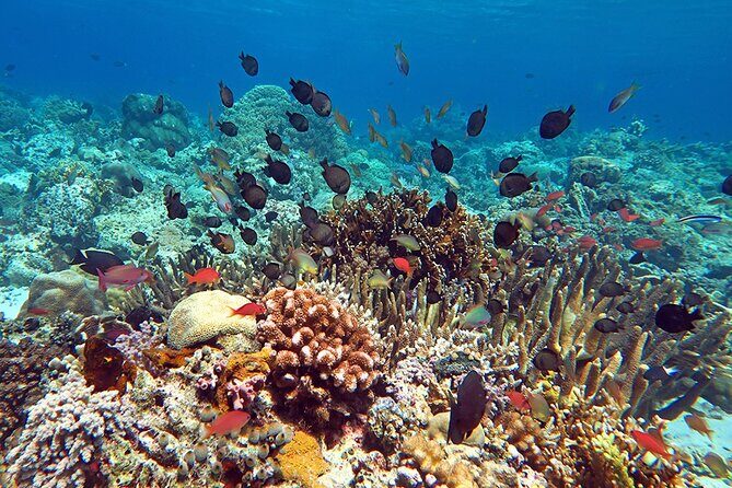 Snorkeling activity with Boat ride from Montego Bay - Frequently Asked Questions