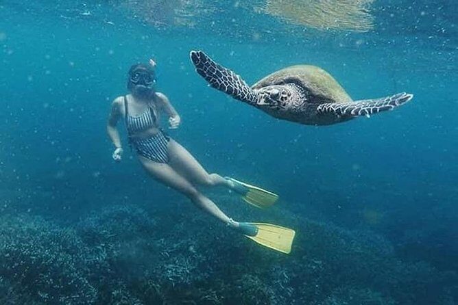 Snorkeling Adventure at Pigeon Island  Explore Marine Life - Whats Included—and Whats Not