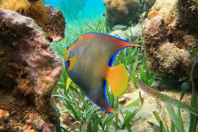 Snorkeling adventure at Puerto Morelos Reef National Park - Key Points