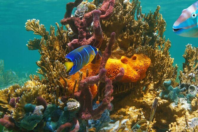 Snorkeling adventure at Puerto Morelos Reef National Park - The Practical Side: Logistics, Cost, and Comfort