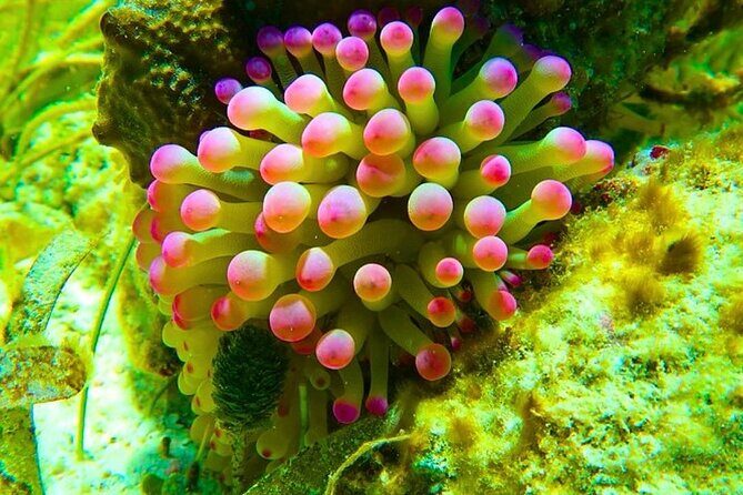 Snorkeling adventure at Puerto Morelos Reef National Park - Authentic Encounters and Marine Biodiversity