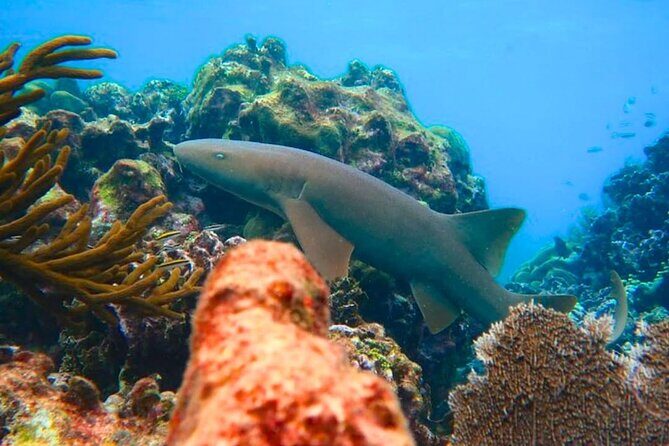 Snorkeling adventure at Puerto Morelos Reef National Park - Final Thoughts: Who Should Consider This Tour?