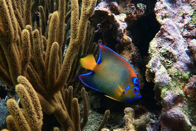 Snorkeling adventure at Puerto Morelos Reef National Park - FAQs