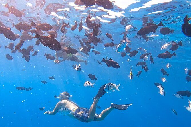 Snorkeling Adventure at Turtle Canyon - Key Points
