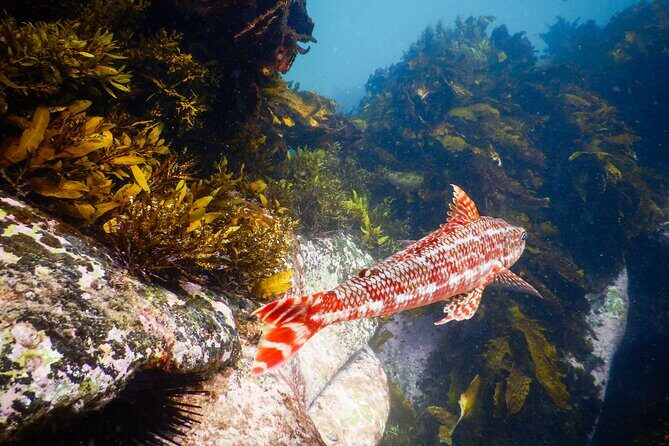 Snorkeling Adventure for Kids with Private Guide In Sydney - Practical Details and What They Mean for You