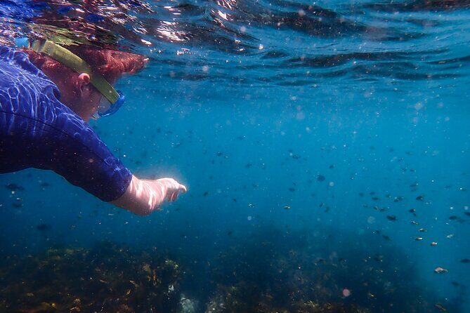Snorkeling Adventure for Kids with Private Guide In Sydney - Who Will Enjoy This Tour?