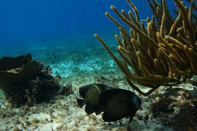 Snorkeling adventure in El Cielo, El Cielito, Palancar and Colombia. - Final Thoughts: Is This Tour Right for You?