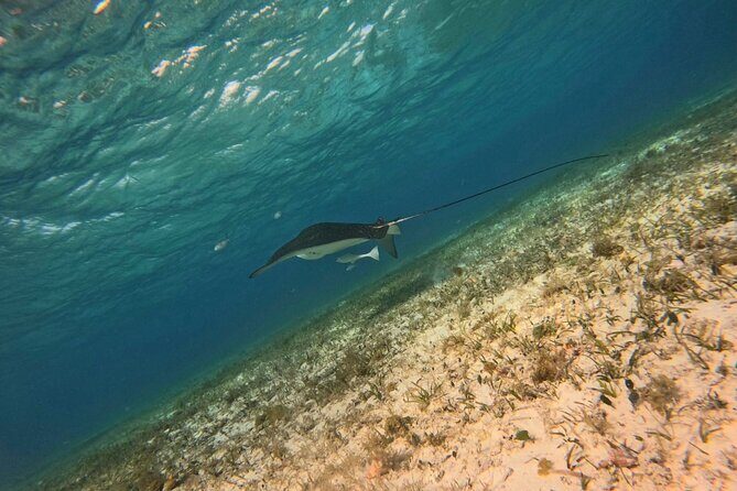 Snorkeling adventure in El Cielo, El Cielito, Palancar and Colombia. - FAQ