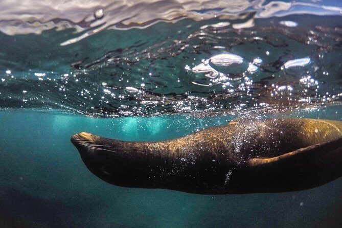 Snorkeling Adventure in La Jolla - An In-Depth Look at the La Jolla Snorkeling Tour