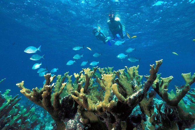 Snorkeling Adventure in Puerto Morelos Includes snack, Water and Round Trip. - The Boat Trip and Reef Snorkeling