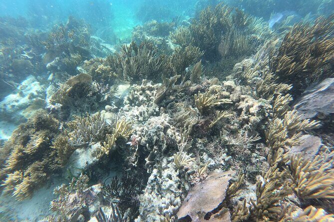 Snorkeling Adventure in Puerto Morelos Includes snack, Water and Round Trip. - Exploring Puerto Morelos Market and Cultural Walk