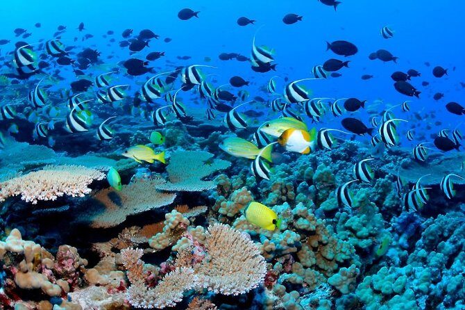 Snorkeling Adventure in Puerto Morelos Includes snack, Water and Round Trip. - Costs and Whats Included