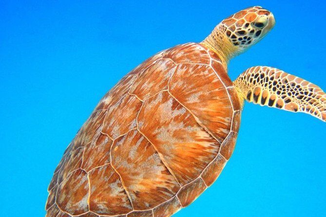 Snorkeling Adventure in St Thomas - Snorkeling Adventure in St. Thomas: An Underwater Experience Worth Your Time