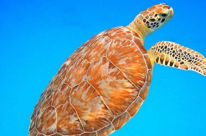 Snorkeling Adventure in St Thomas - Why This Tour Offers Great Value