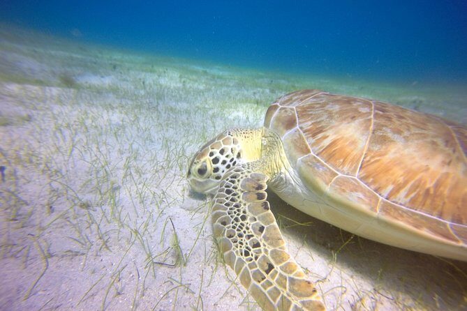 Snorkeling Adventure in St Thomas - The Sum Up: Who Is This Tour Best For?