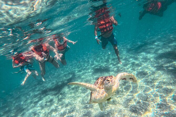 Snorkeling Adventure Swim with Sea Turtles at Akumal - Setting Expectations: What’s Included and What to Consider