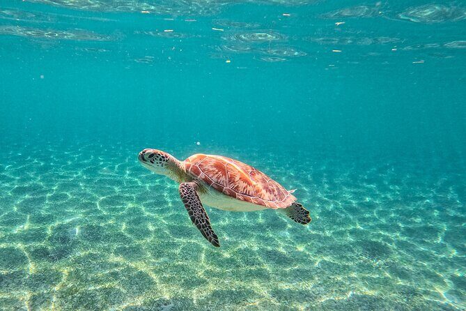 Snorkeling Adventure Swim with Sea Turtles at Akumal - A Closer Look at the Itinerary