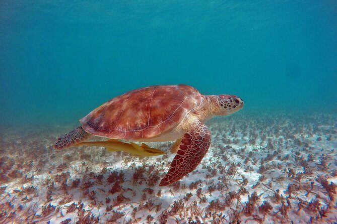 Snorkeling Adventure Swim with Sea Turtles at Akumal - Pricing and Value