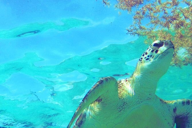 Snorkeling Adventure Tour Reef & Cenote - Exploring Tulum’s Reef and Cenotes: An In-Depth Review