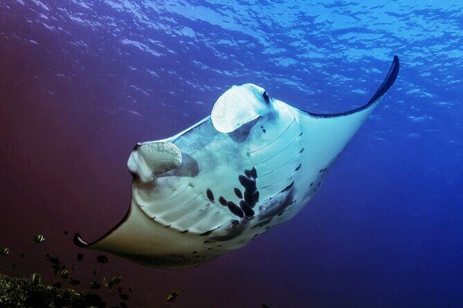 Snorkeling Adventure with East Nusa Penida Tour All Inclusive - Sanur Beach and Fast Boat Transfer