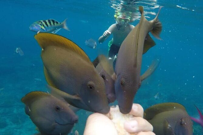 Snorkeling Adventure with East Nusa Penida Tour All Inclusive - Diamond Beach: White Sand and Photogenic Views