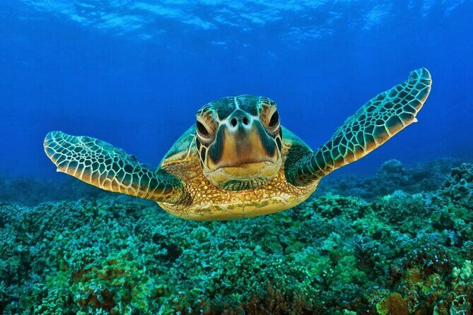 Snorkeling Adventure with Sea Turtles and Cenote Exploration - Key Points