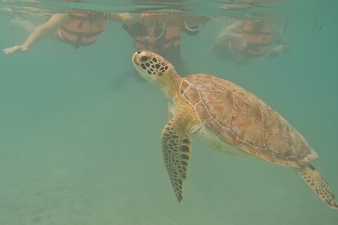 Snorkeling Adventure with Sea Turtles and Cenote Exploration - The Practicalities
