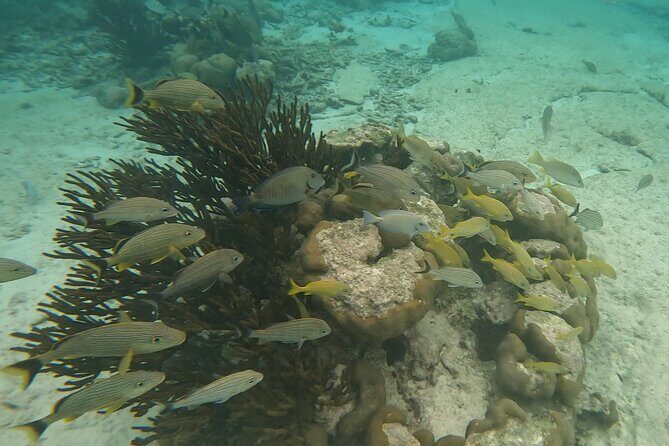 Snorkeling Adventure with Sea Turtles and Cenote Exploration - Final Thoughts