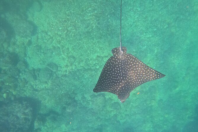 Snorkeling and boating to Los Arcos de Mismaloya Marine Sanctuary - An In-Depth Look at the Tour Experience