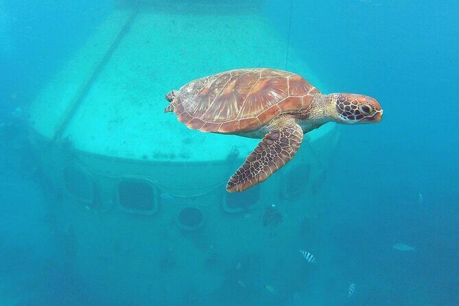 Snorkeling and Dolphin Watching with Lunch Package - Overview of the Experience