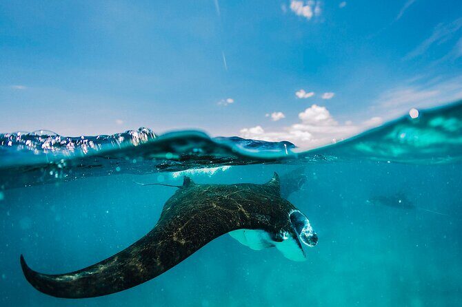 Snorkeling and Freediving Trip around Nusa Penida - Snorkeling and Freediving Trip around Nusa Penida: An Underwater Adventure Worth Considering