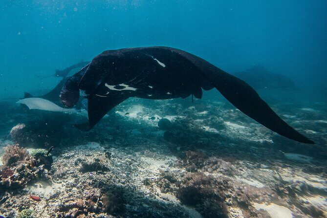 Snorkeling and Freediving Trip around Nusa Penida - A Deep Dive Into the Experience