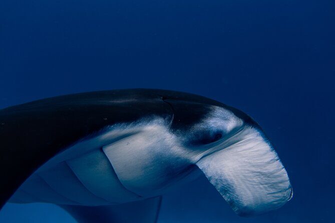 Snorkeling and Freediving Trip around Nusa Penida - Who Should Consider This Tour?