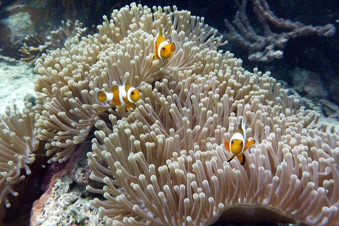 Snorkeling and Island Hopping Tour in Karimunjawa (sharing tour) - What Makes This Tour Stand Out?