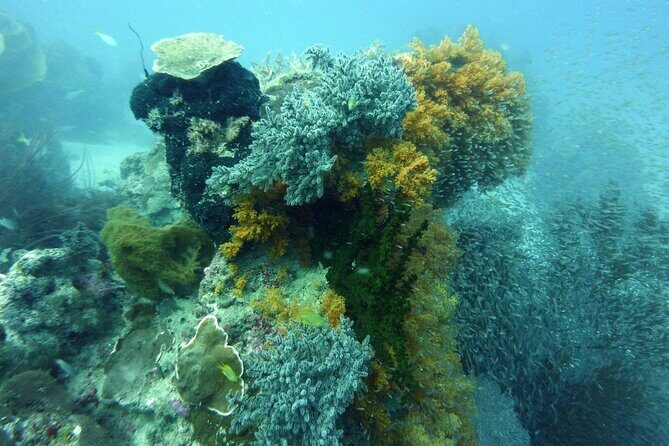 Snorkeling and Island Hopping Tour in Karimunjawa (sharing tour) - Who Is This Tour Best For?