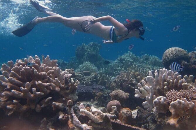 Snorkeling and Island Hopping Tour in Karimunjawa (sharing tour) - The Sum Up: Why Choose This Tour?