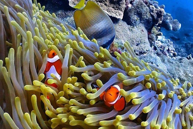 Snorkeling At Blue lagoon And Hidden waterfall - Who This Tour Is Best For