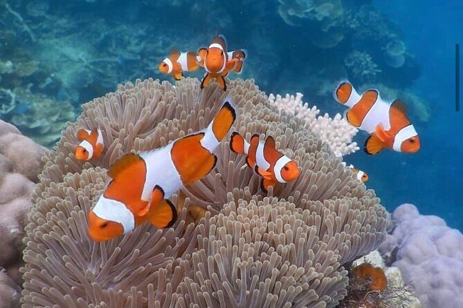 Snorkeling At Blue lagoon And Hidden waterfall - The Sum Up