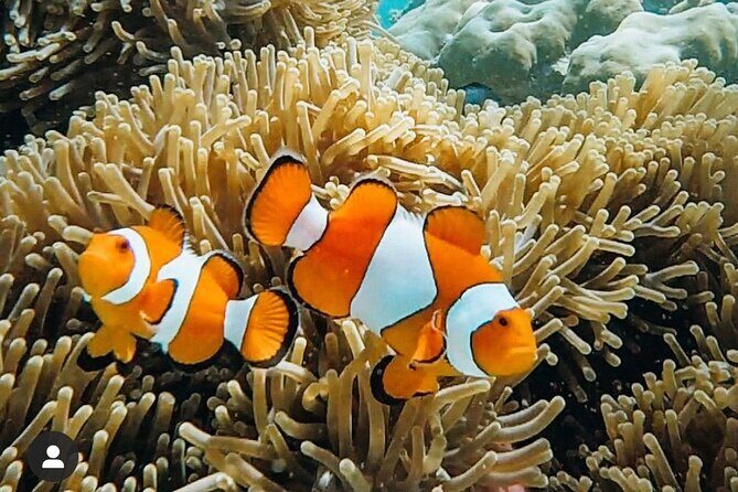 Snorkeling At Blue lagoon And Hidden waterfall - FAQ