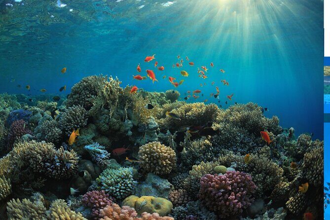 Snorkeling at Manta Point, the most chance to see Manta Rays - FAQ