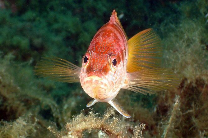 Snorkeling - By boat on site in the Bay of Cannes or Estérel - Authentic Traveler Perspectives