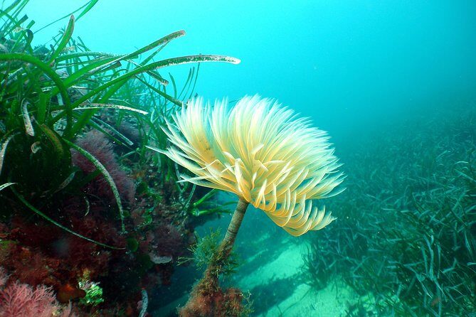 Snorkeling - By boat on site in the Bay of Cannes or Estérel - FAQ